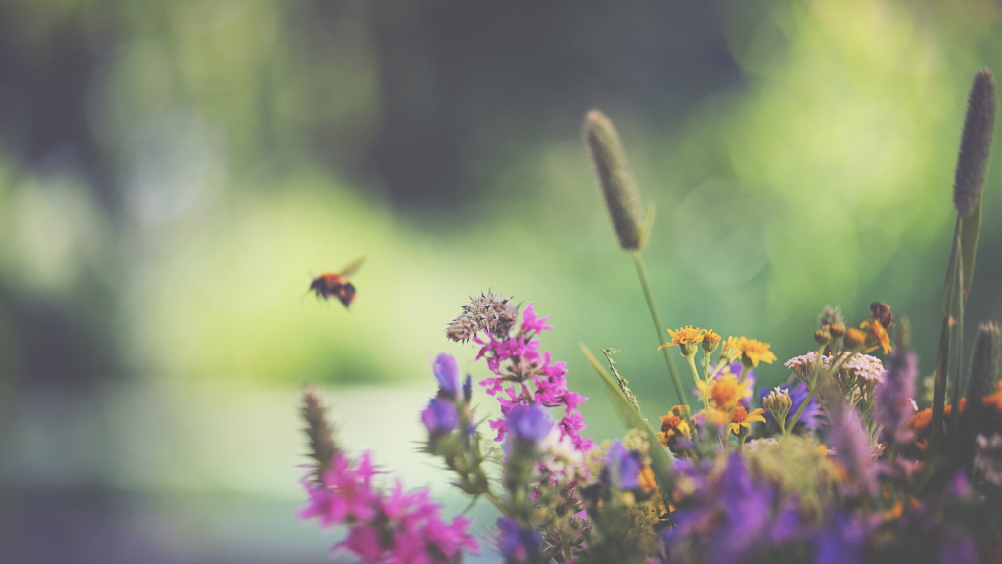 Sigma Capital Group | Private Rented Sector housing