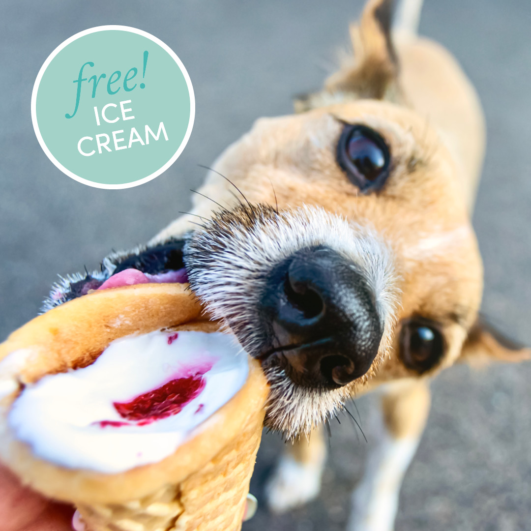 Ice Cream Dash 2023 | Sigma Capital